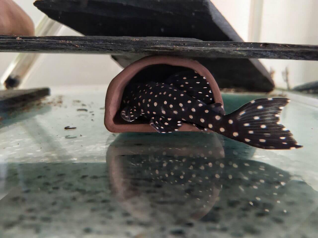 The basics of breeding Plecos (Hypancistrus, Ancistrus, ...)