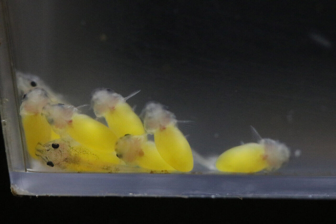 The basics of breeding Plecos (Hypancistrus, Ancistrus, ...)